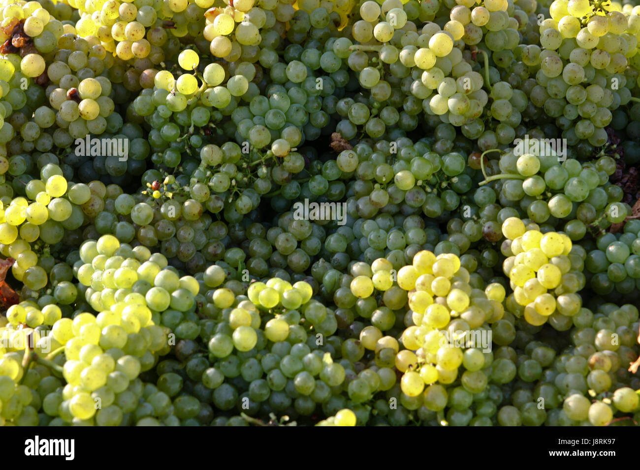 grapes, vintage, cultivation of wine, vineyard, vintager, vine, grape ...