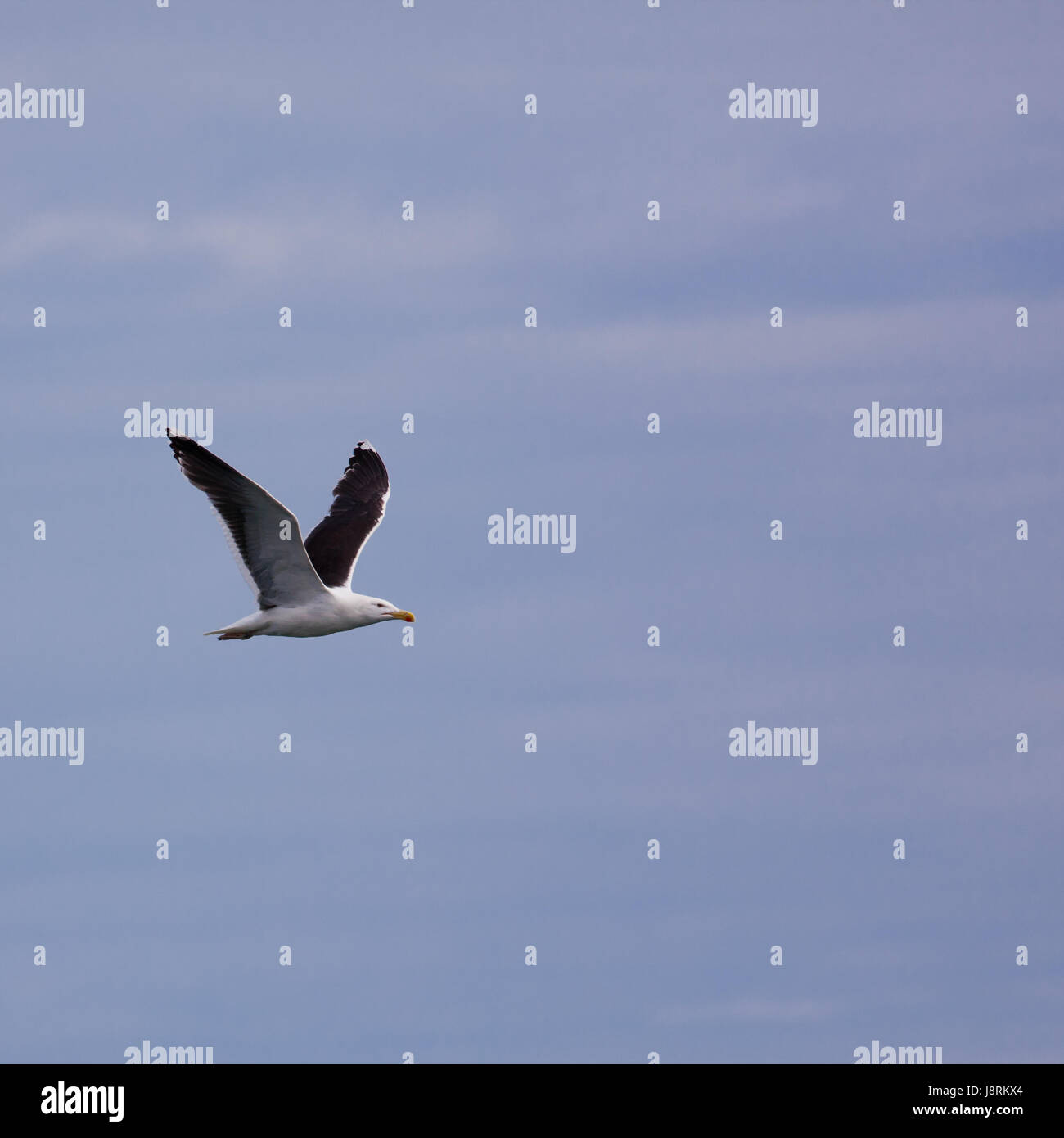colour, closeup, flight, animal, bird, fauna, wild, horizontal, spring ...