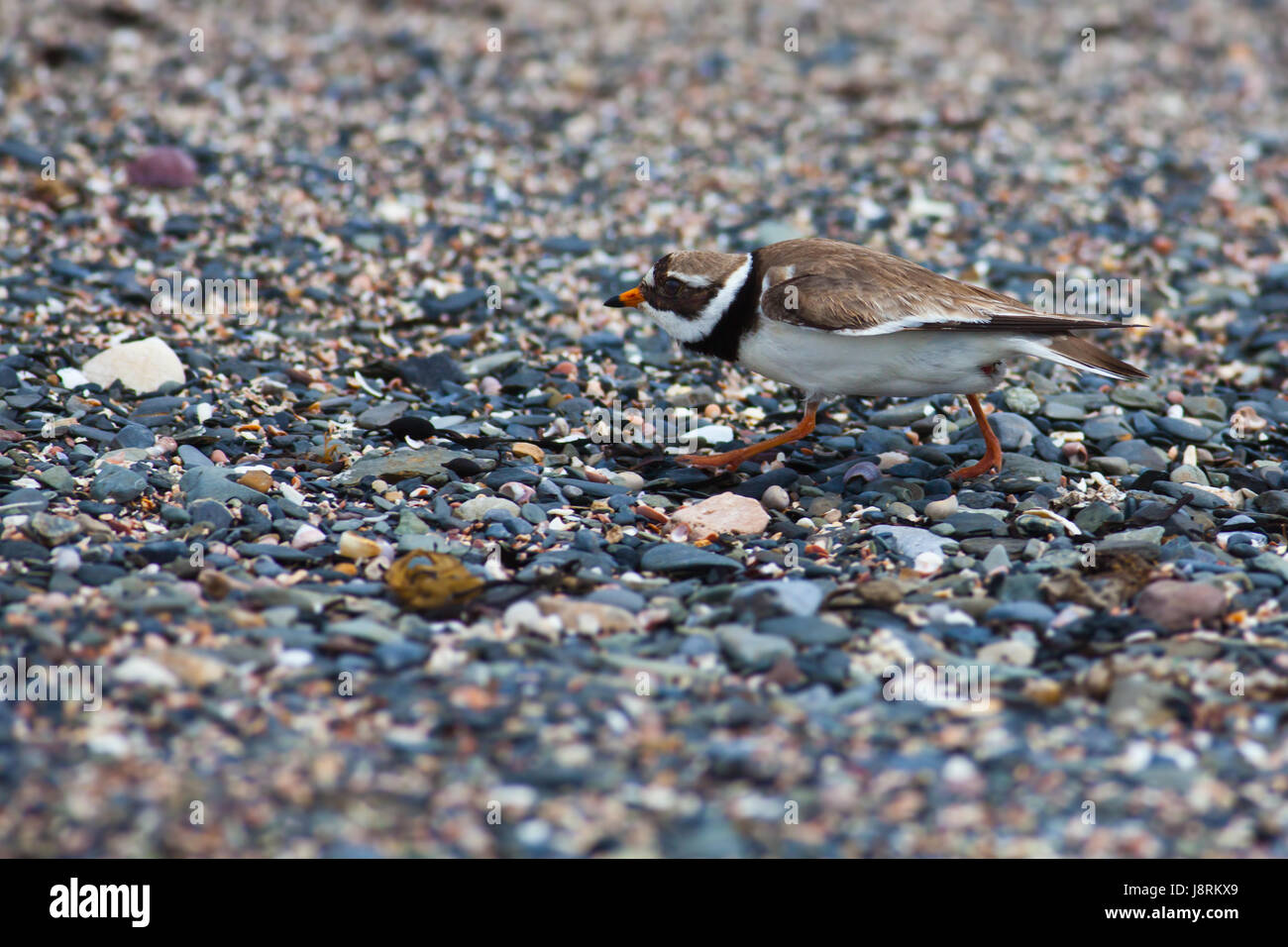 colour, closeup, animal, bird, fauna, wild, beach, seaside, the beach ...