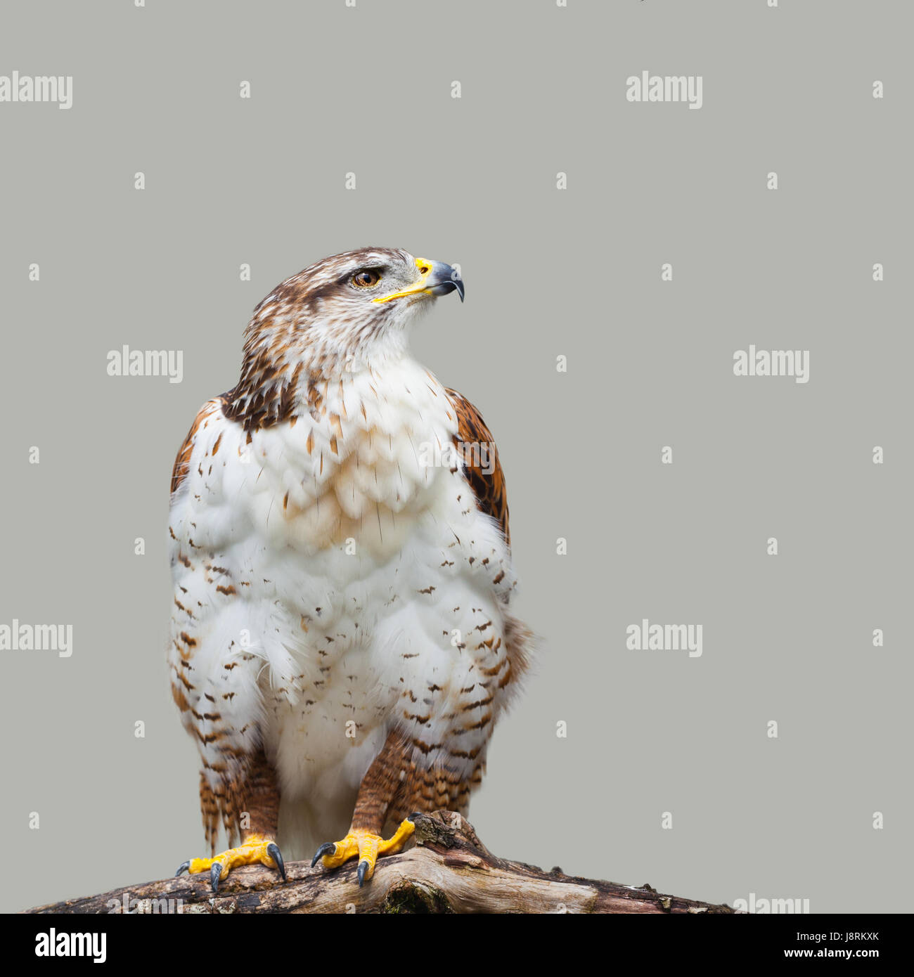 isolated, colour, closeup, animal, bird, fauna, wild, portrait, square ...