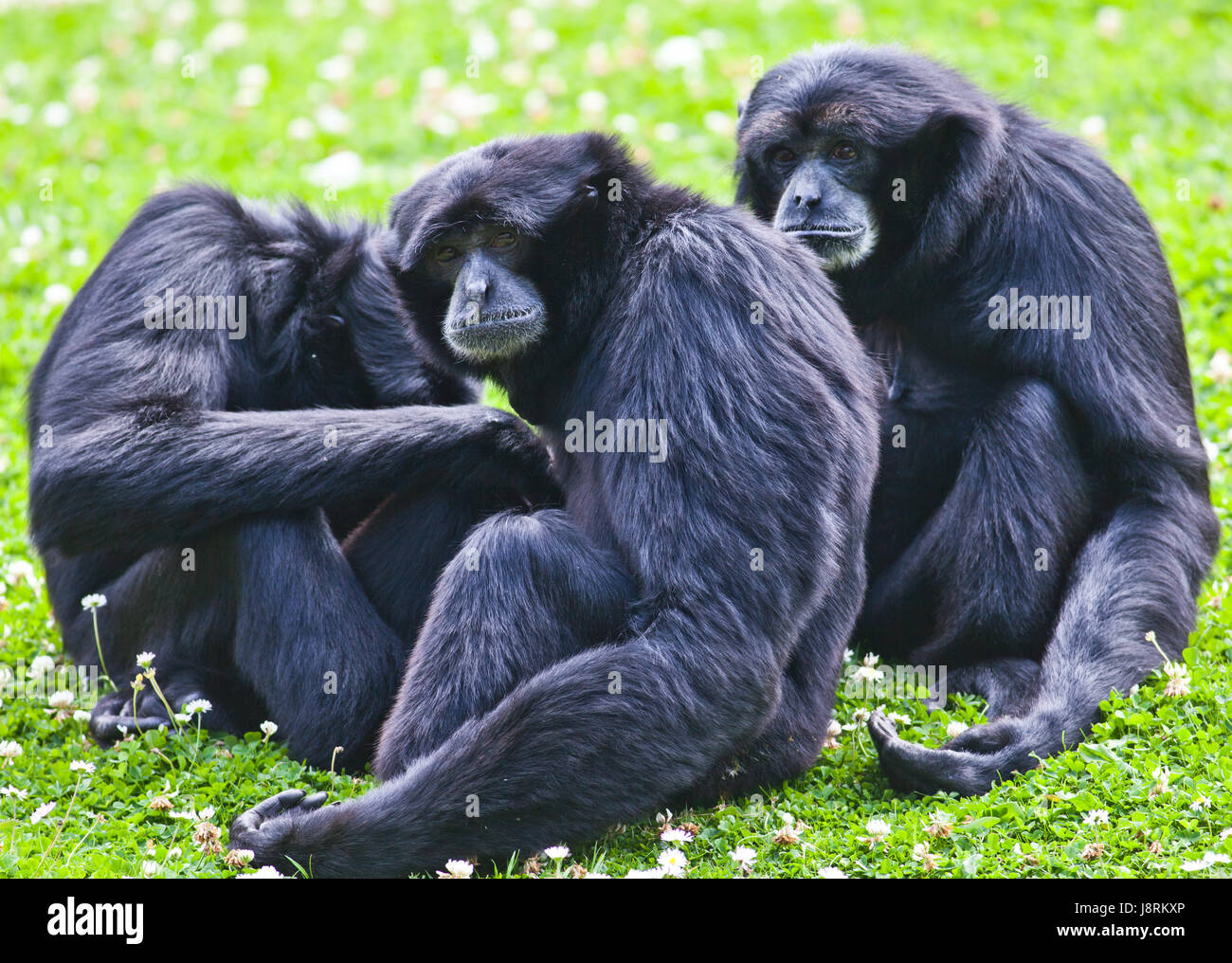 environment, enviroment, colour, animal, mammal, fauna, monkey, summer ...