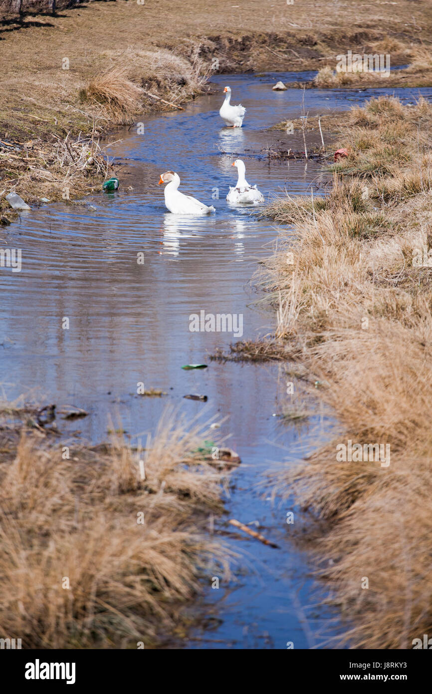 environment, enviroment, colour, animals, birds, stream, vertical, day ...