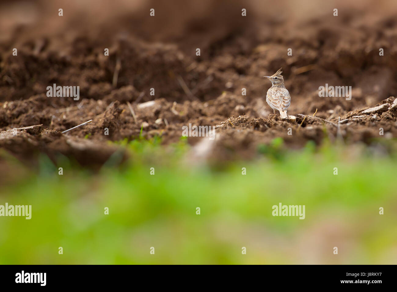 colour, animal, bird, ground, soil, earth, humus, fauna, horizontal ...