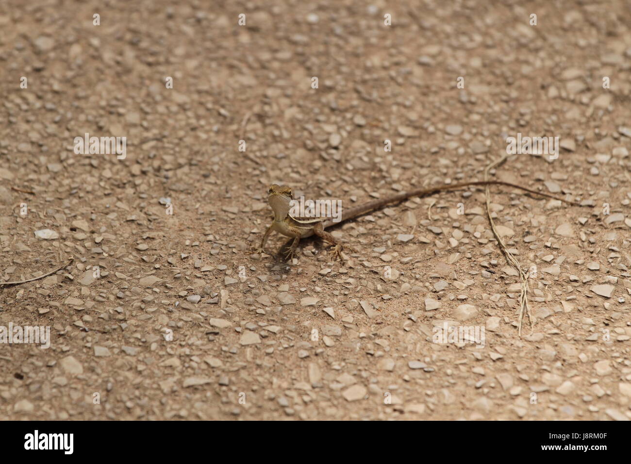 danger, desert, wasteland, lizard, saurian, australia, attention ...