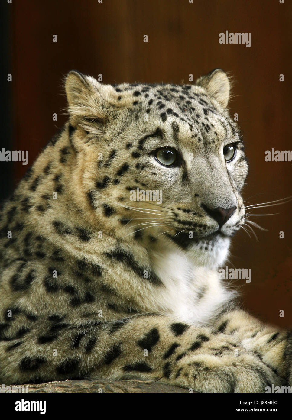 mammal, lone wolf, portrait, big cat, feline predator, predator ...