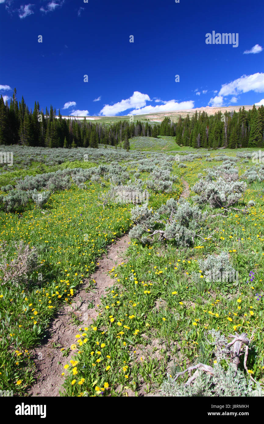 single, flower, plant, national, track, footmark, footprint, trail ...