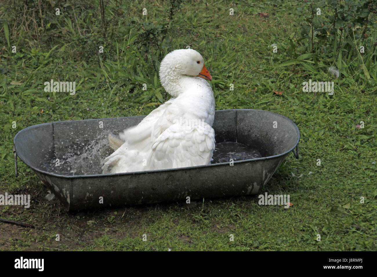 Lippegans hi-res stock photography and images - Alamy