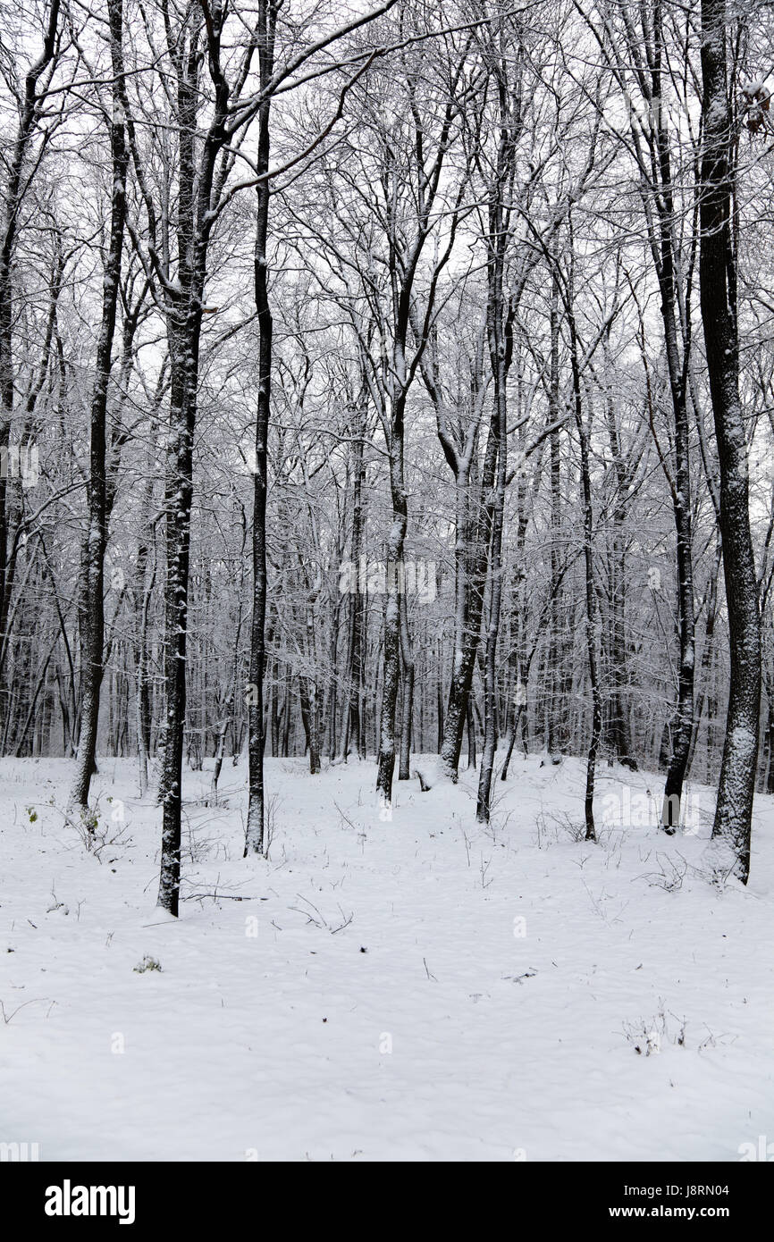 beautiful, beauteously, nice, tree, trees, park, winter, wood, wild ...