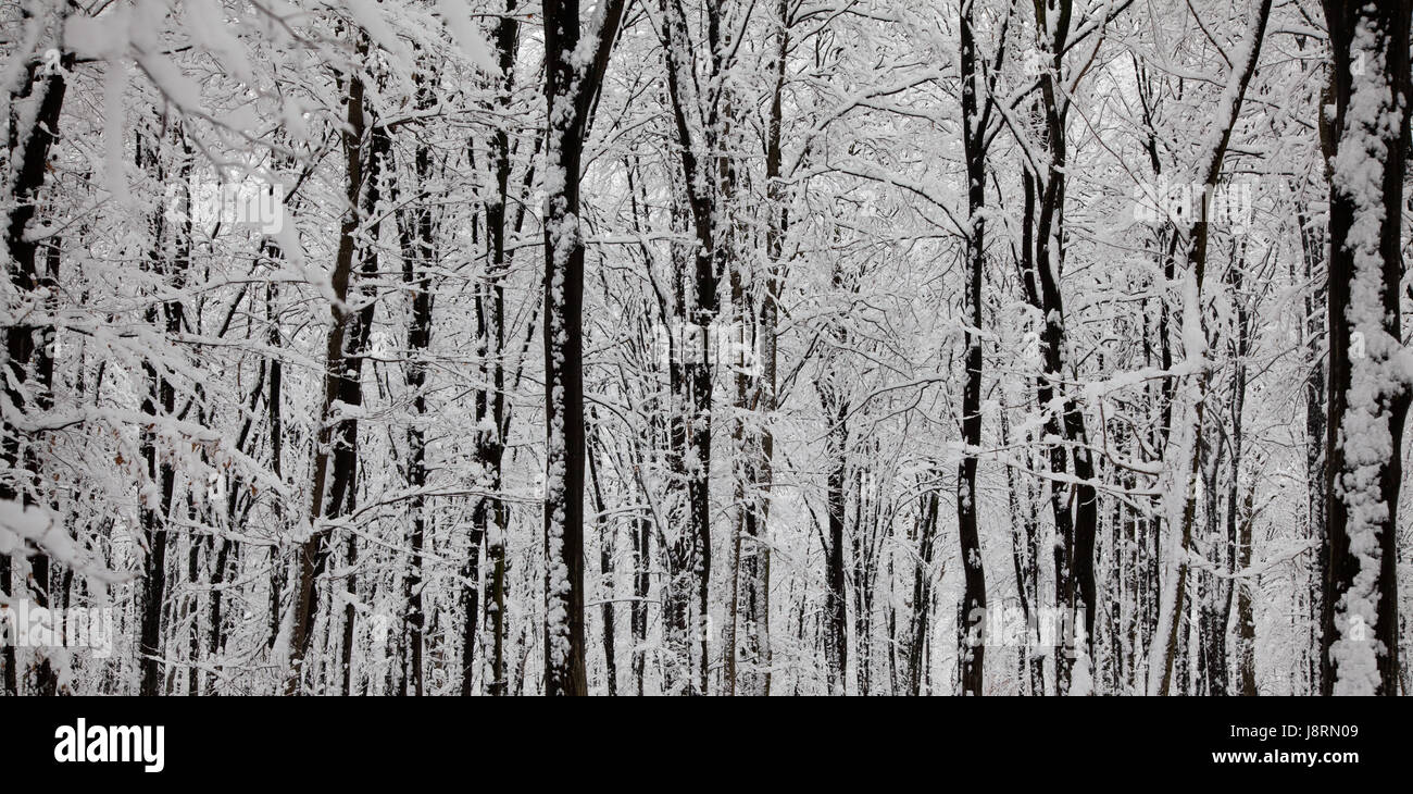 beautiful, beauteously, nice, tree, trees, park, winter, wood, wild ...