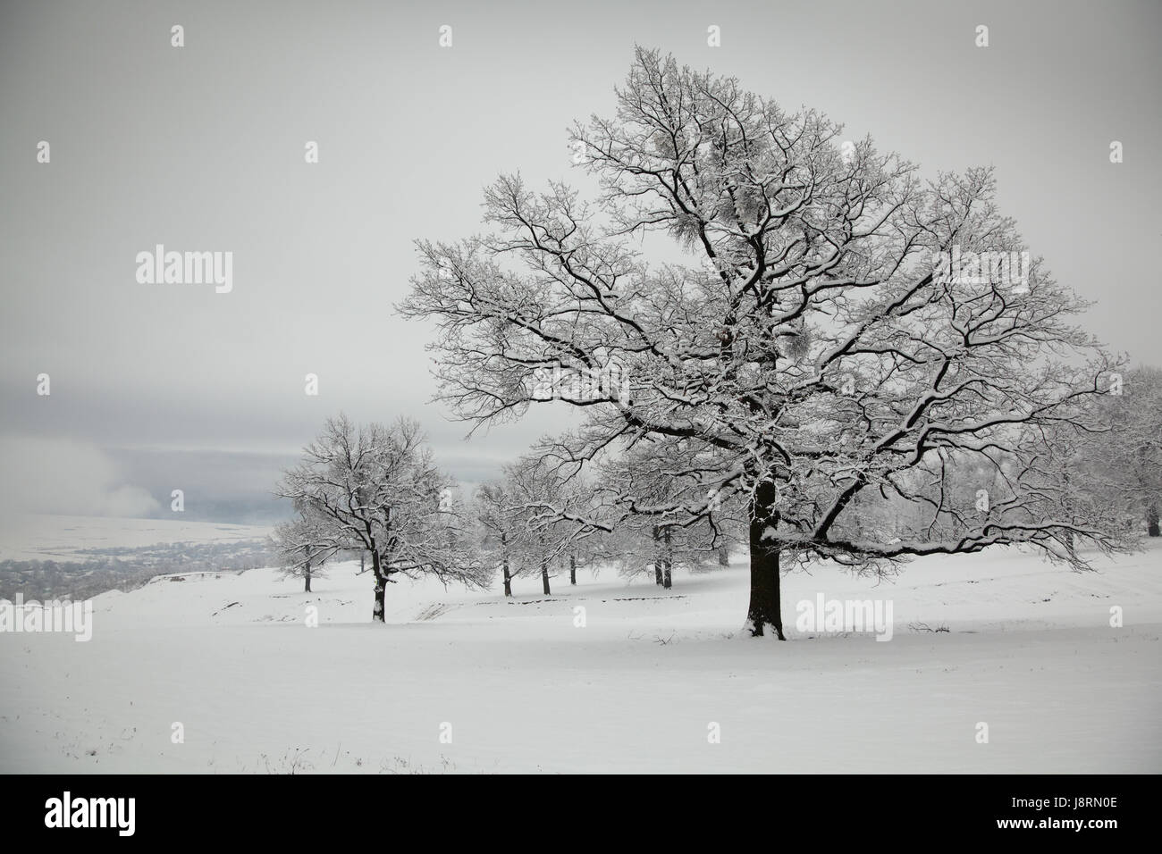 Forest oaks during winter season hi-res stock photography and images ...