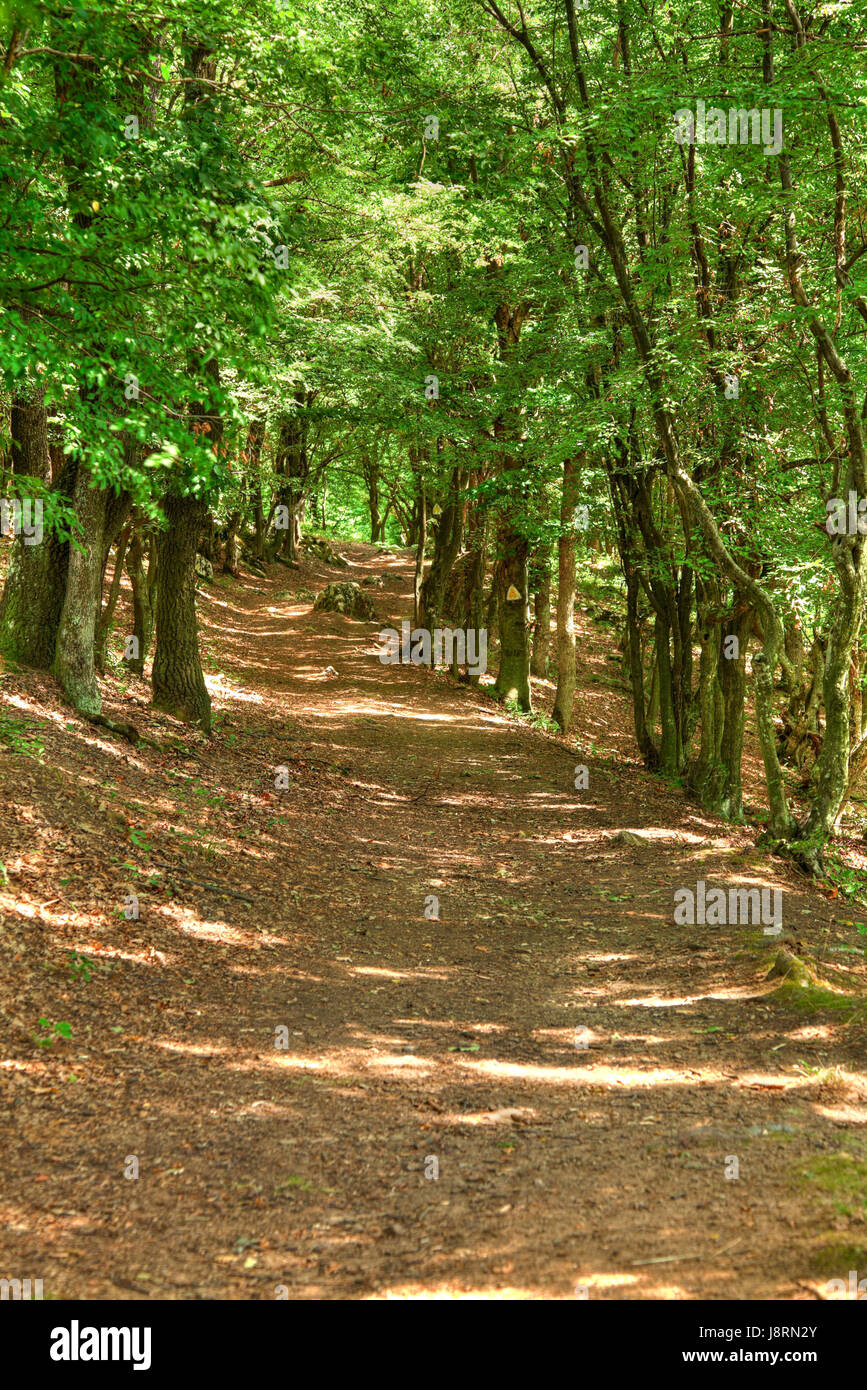 colour, summer, summerly, outdoor, vertical, day, during the day ...