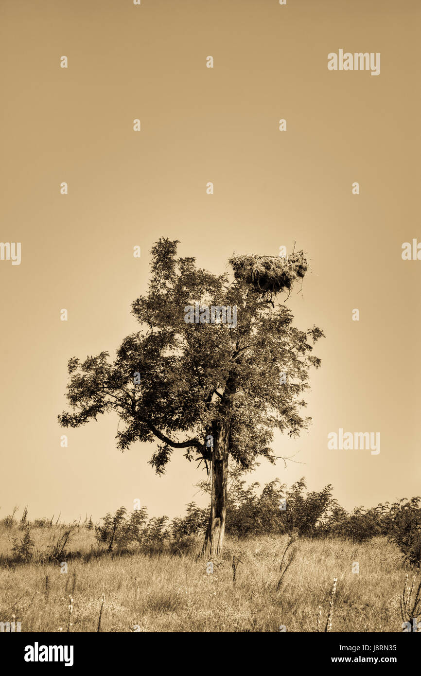 tree, sepia, summer, summerly, nest, vertical, one, habitat, summertime ...