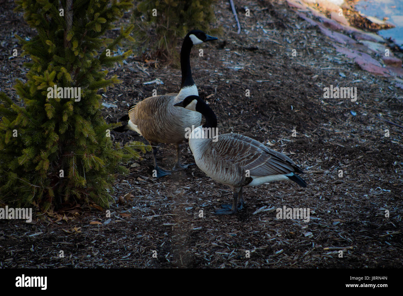 Few shots taken in Omaha, Nebraska of ducks and geese Stock Photo - Alamy