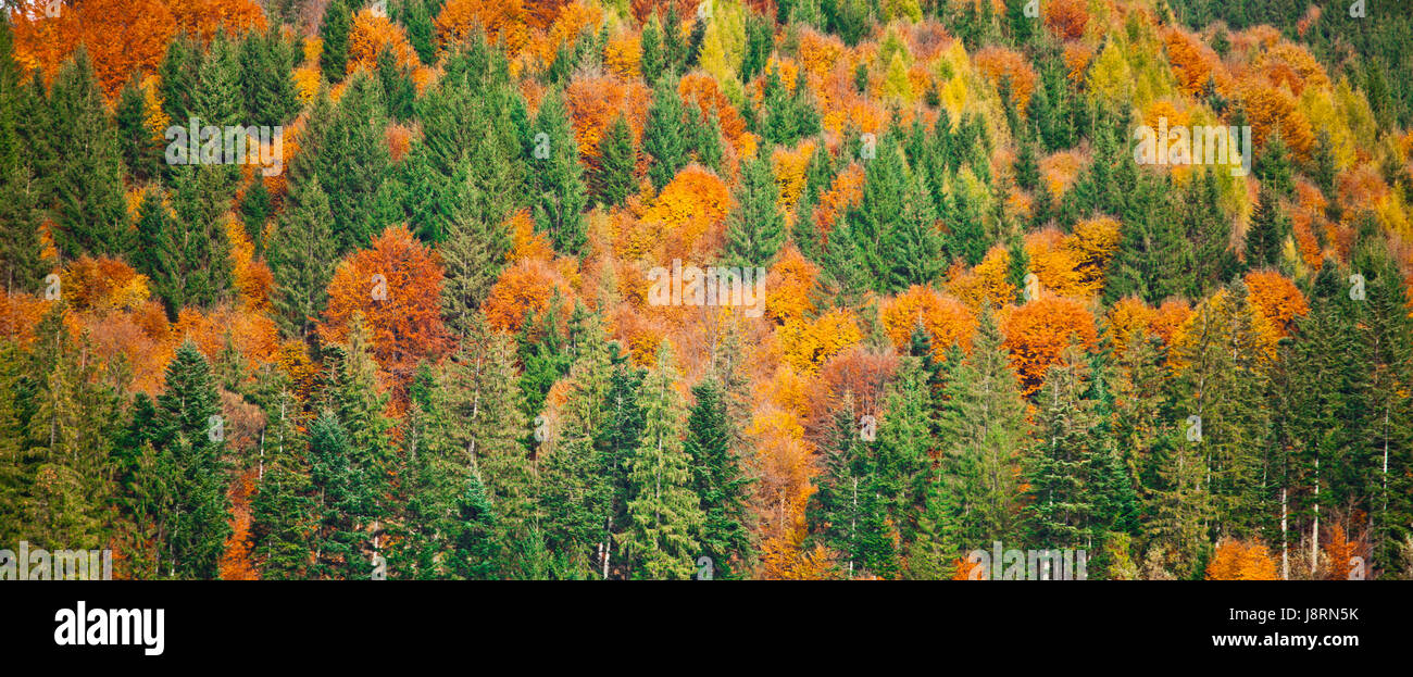 beautiful, beauteously, nice, colour, tree, trees, park, brown ...