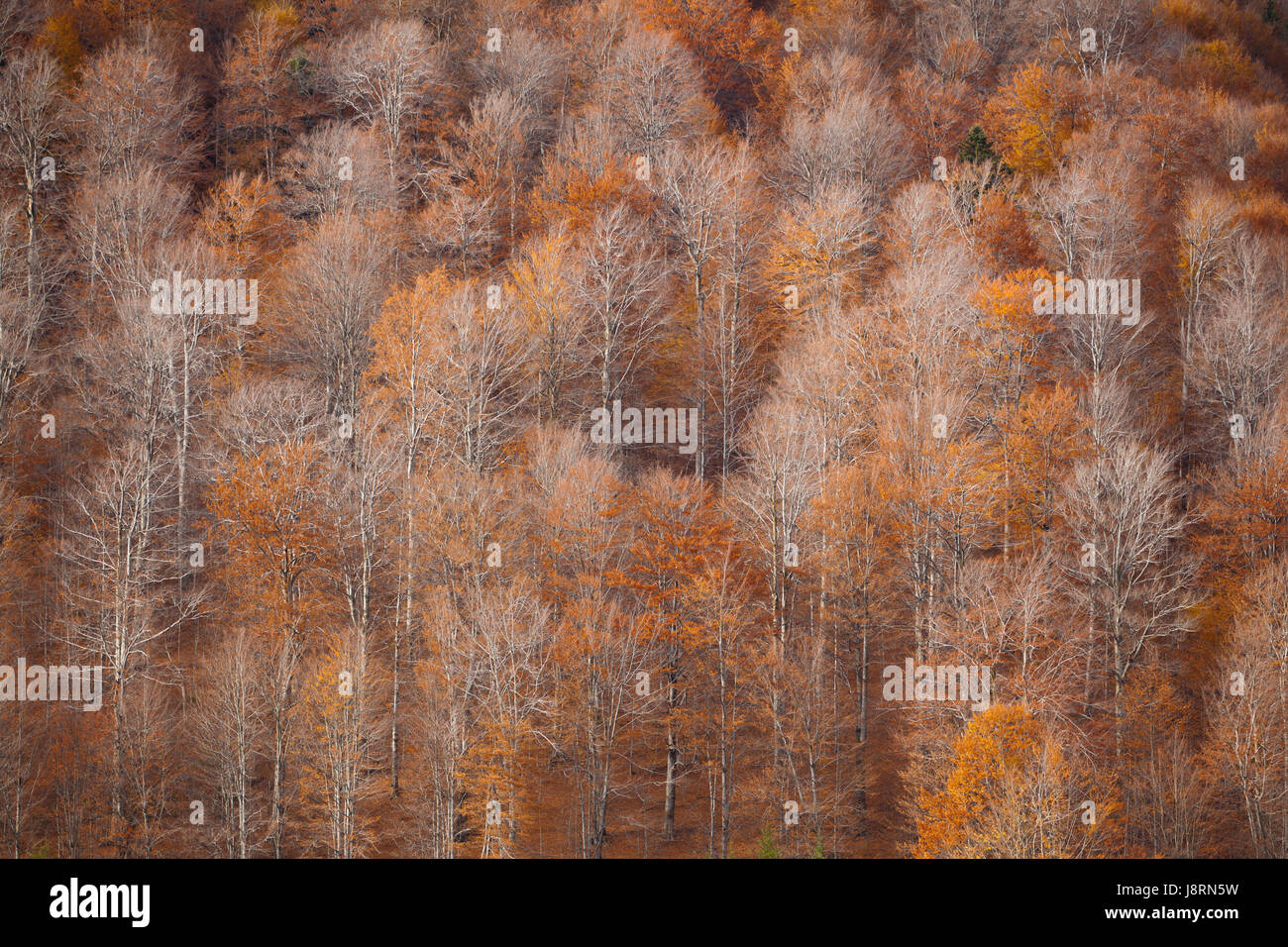 beautiful, beauteously, nice, colour, tree, trees, park, brown ...