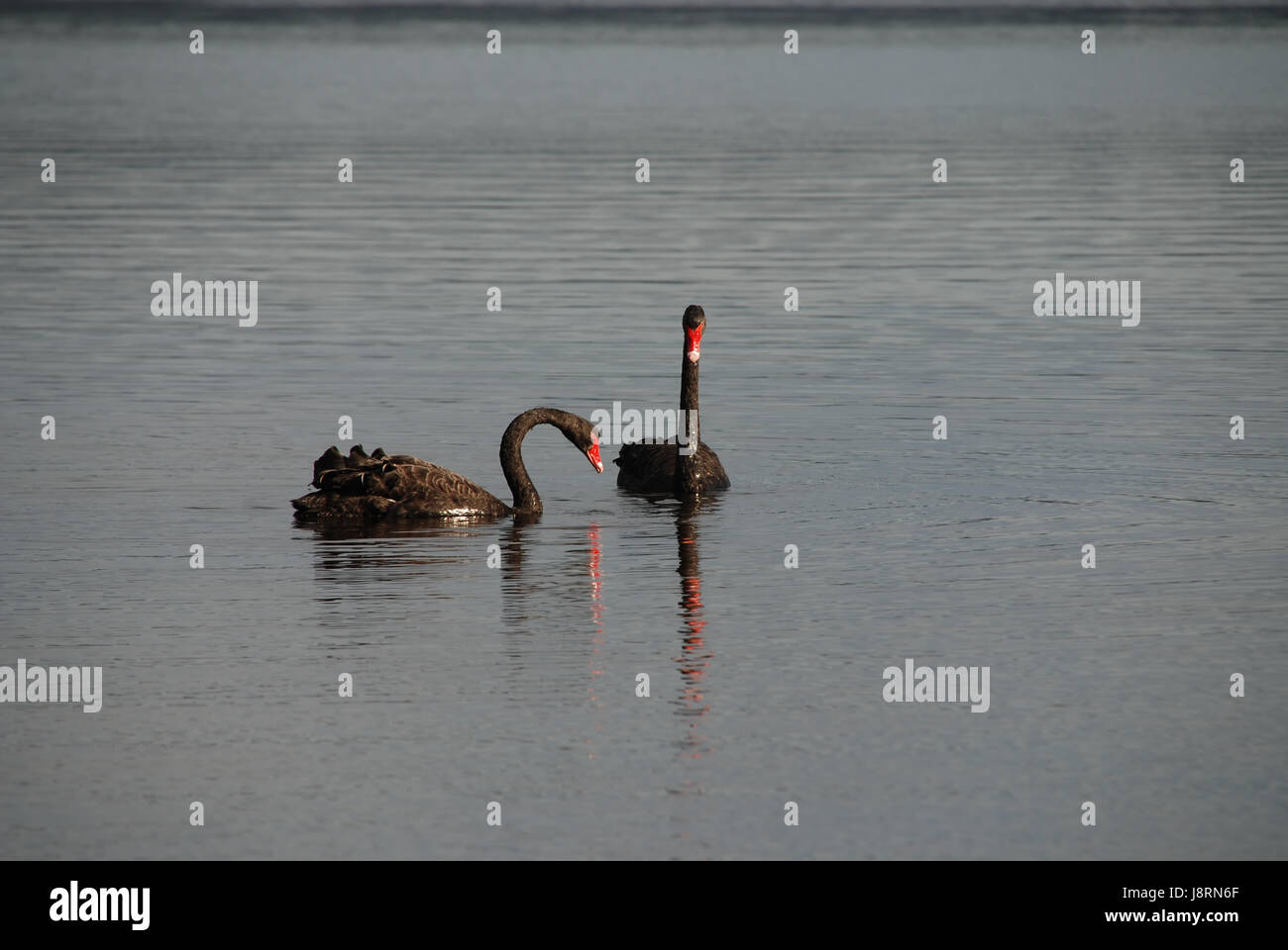 swans, black, swarthy, jetblack, deep black, swan, nature-sanctuary ...