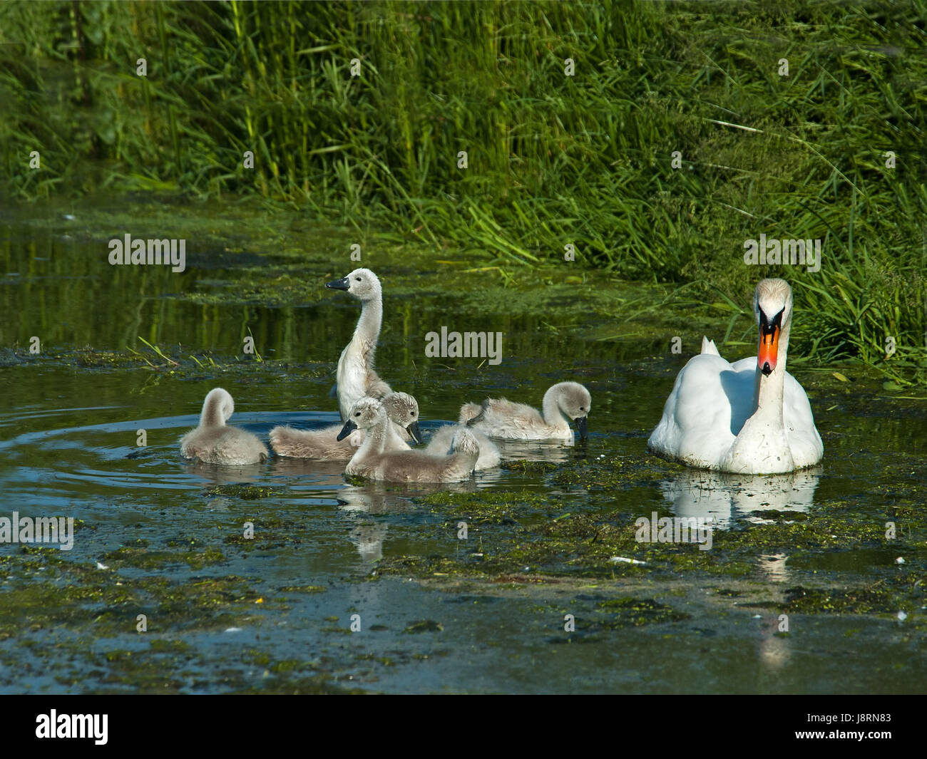 swan, adult, wildlife, season, adults, babies, young, younger, bird ...