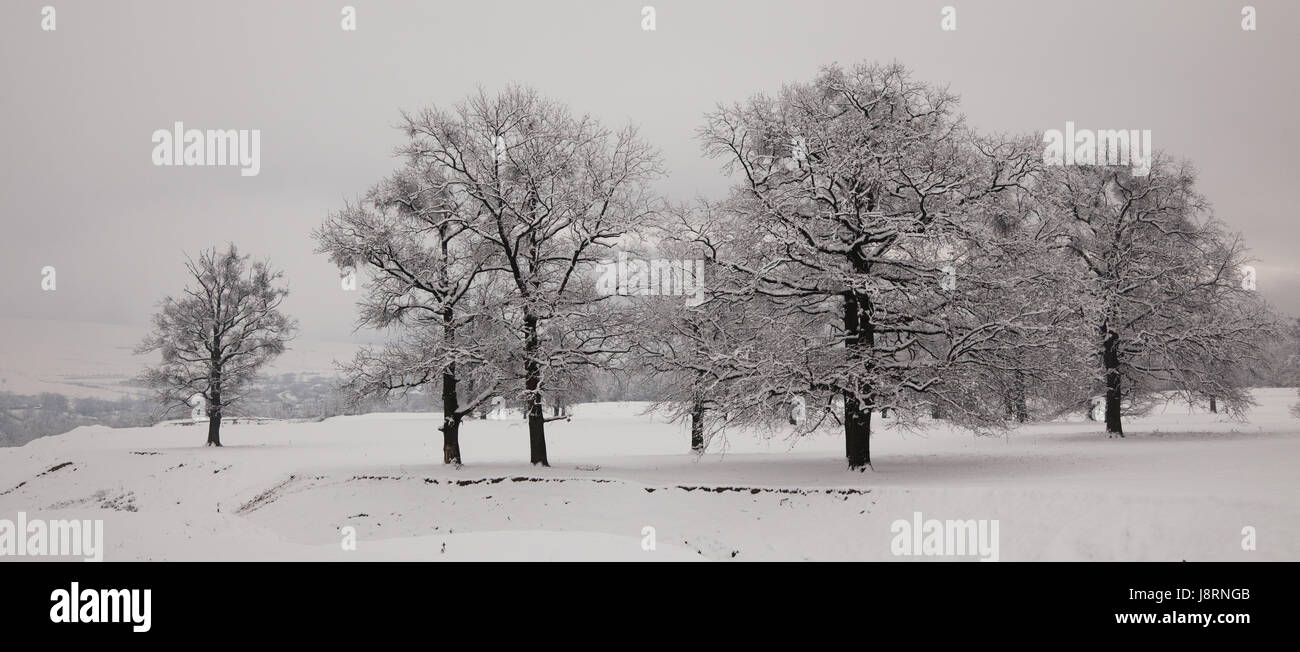 beautiful, beauteously, nice, tree, trees, park, winter, wood, wild ...