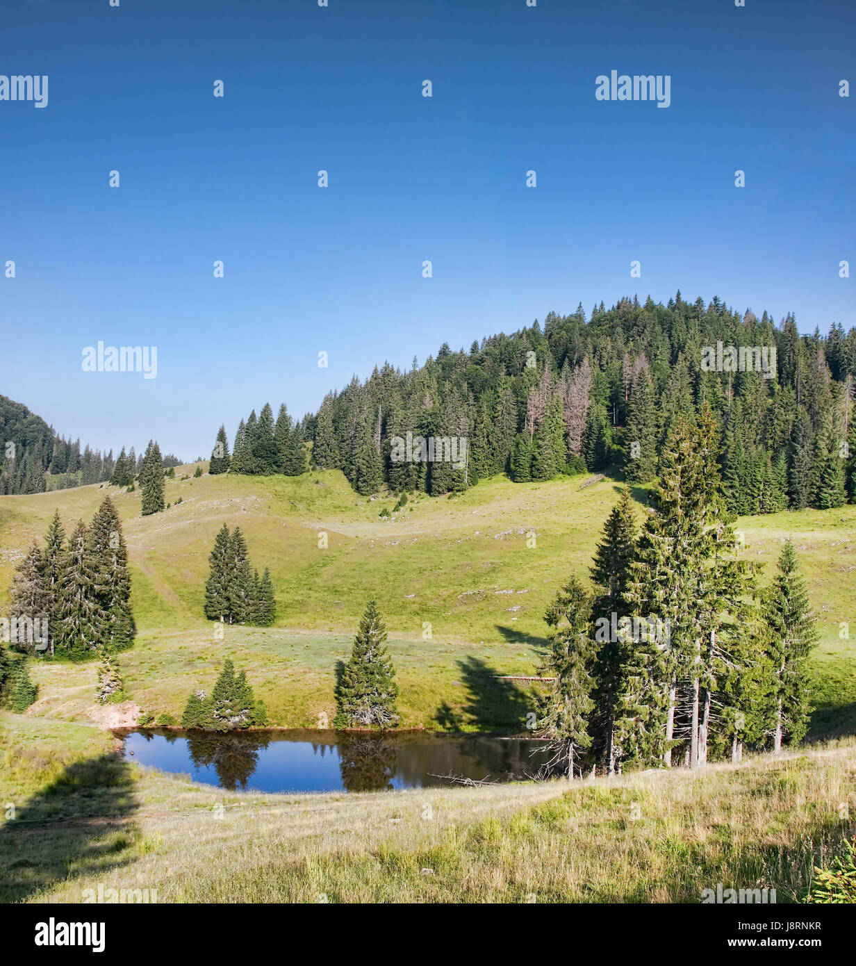 beautiful, beauteously, nice, environment, enviroment, colour, tree ...