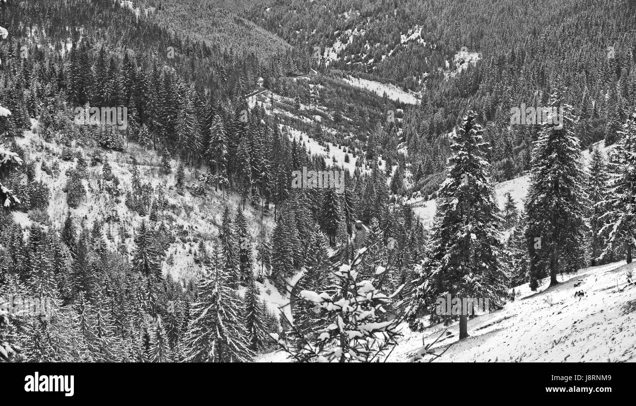 beautiful, beauteously, nice, environment, enviroment, tree, trees ...