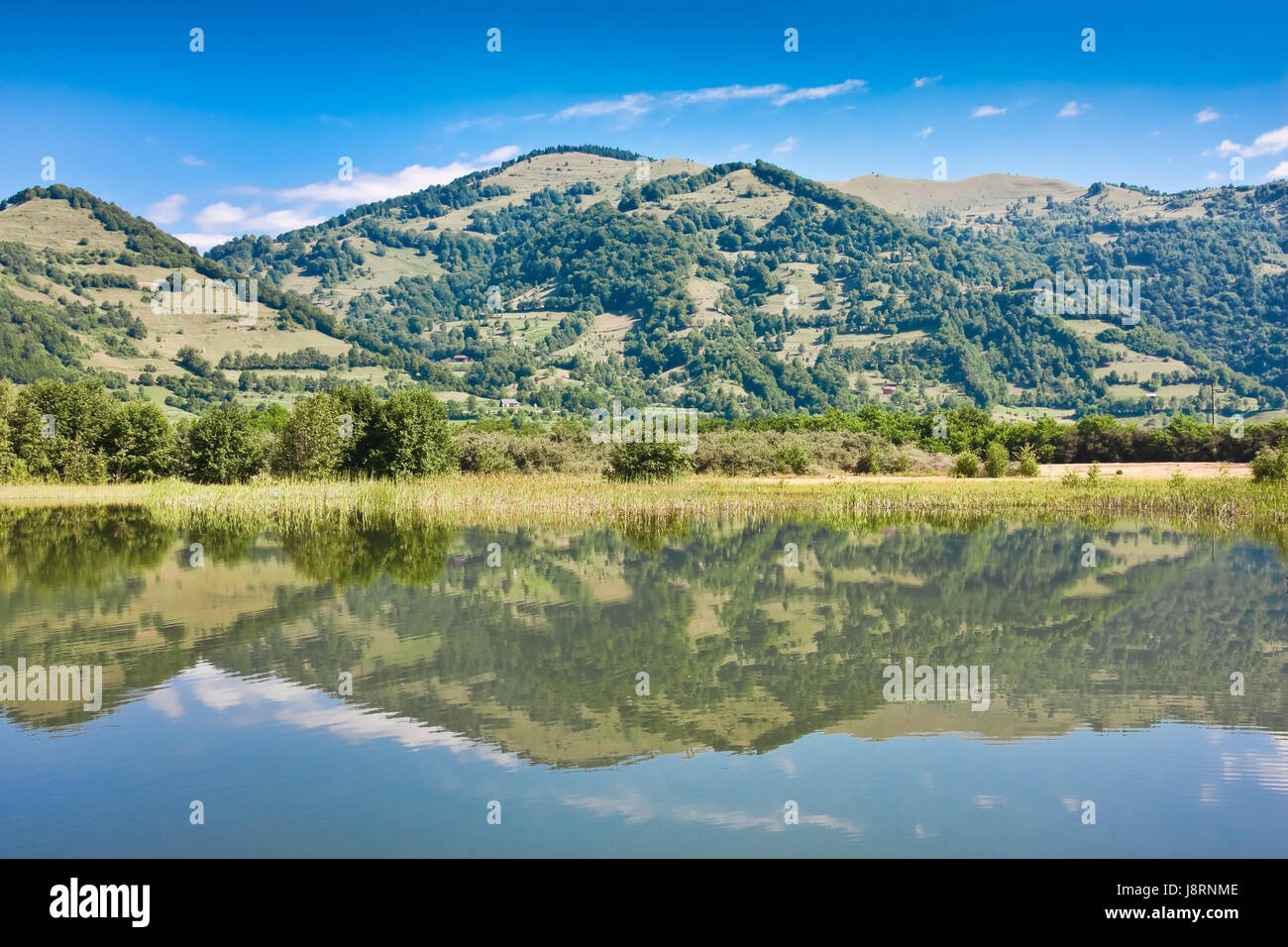 beautiful, beauteously, nice, environment, enviroment, colour, tree ...