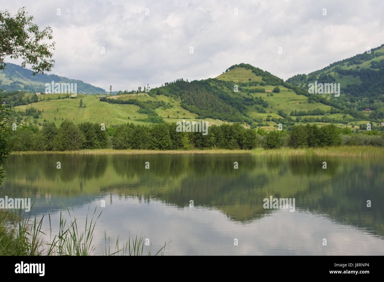 beautiful, beauteously, nice, environment, enviroment, colour, tree ...