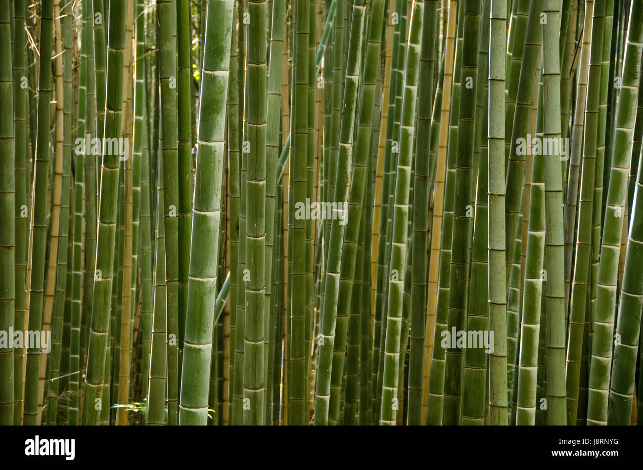 branch, bamboo, calm, japan, backdrop, background, forest, nature ...