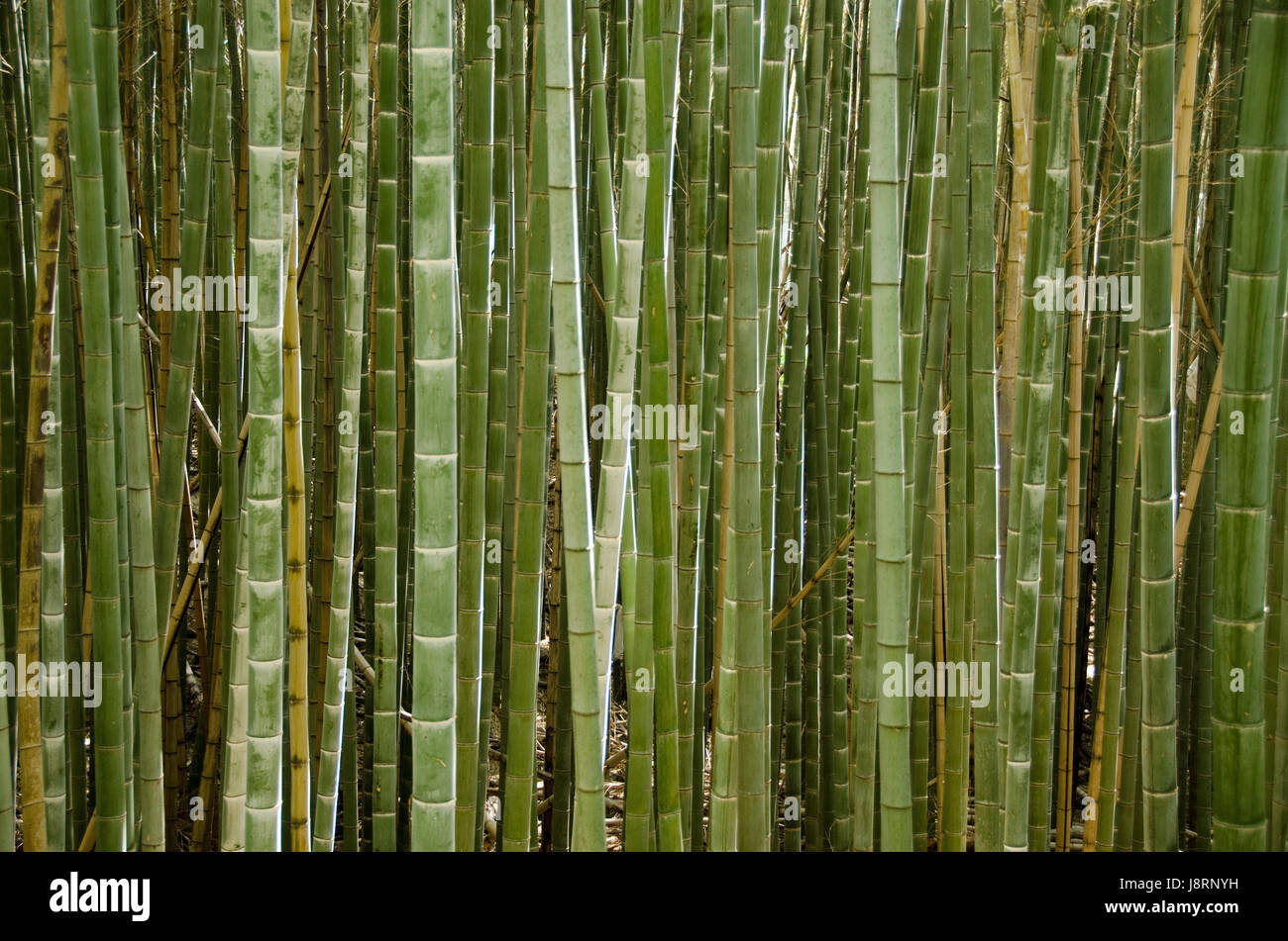 branch, bamboo, calm, japan, backdrop, background, forest, nature ...