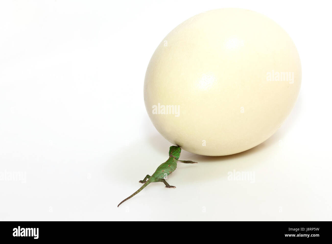 eye, organ, reptiles, chameleon, squint, head, fodder, animal, pet ...