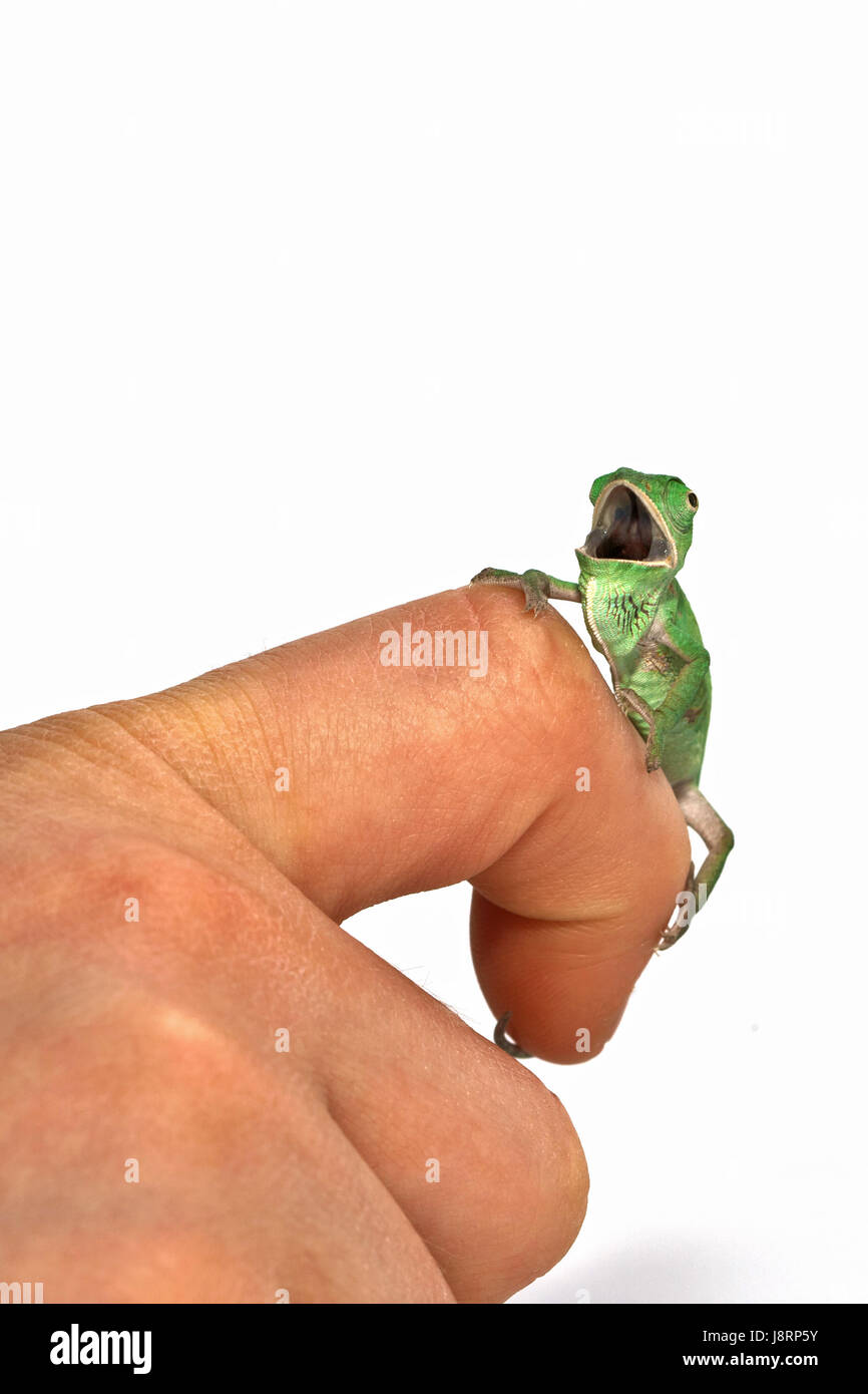 eye, organ, reptiles, chameleon, squint, head, fodder, animal, pet ...