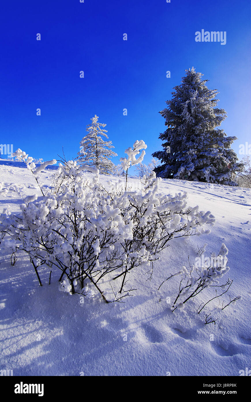 winter, ice, frost, snow, christmas, xmas, x-mas, blue, shine, shines ...