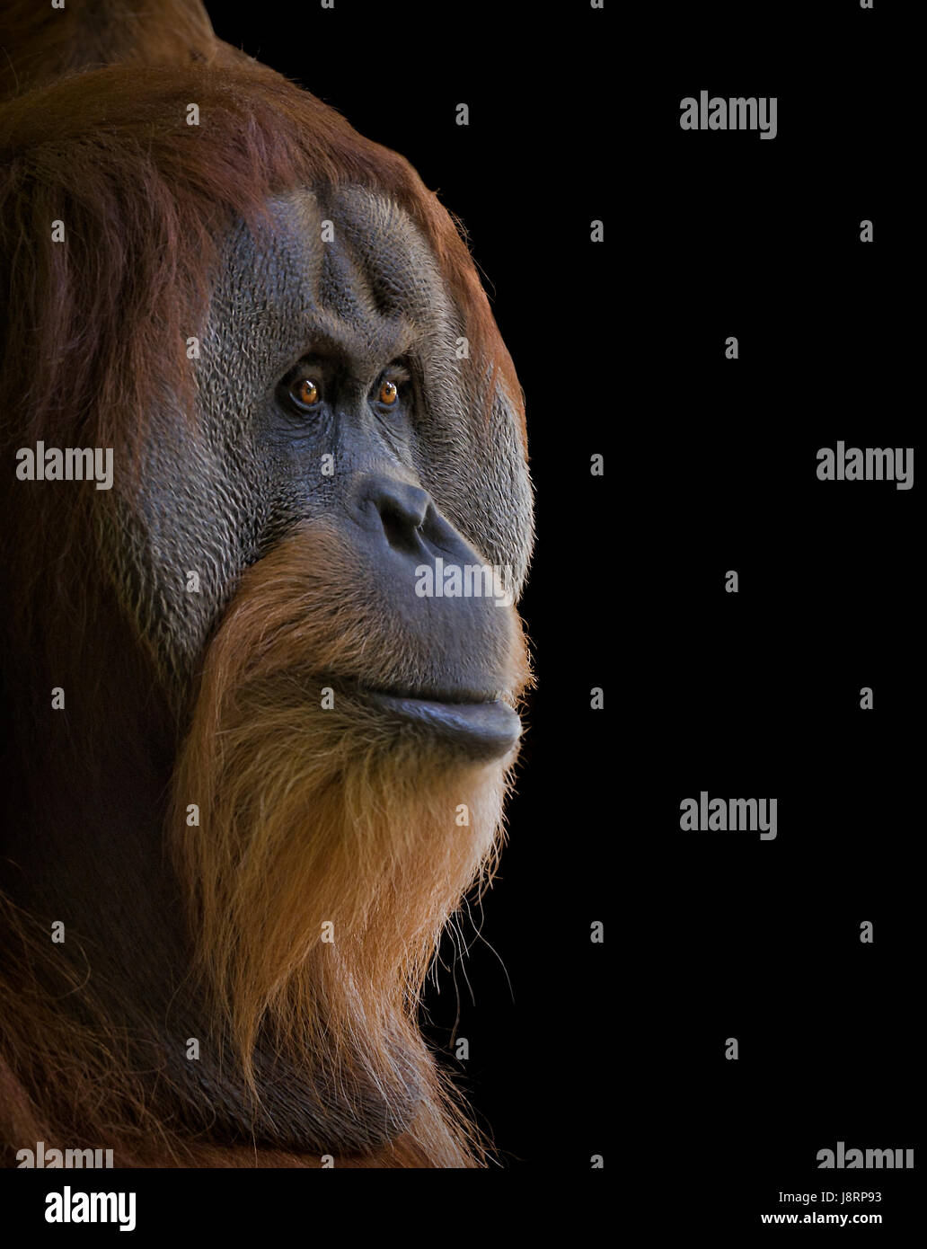 monkey, look, glancing, see, view, looking, peeking, looking at ...