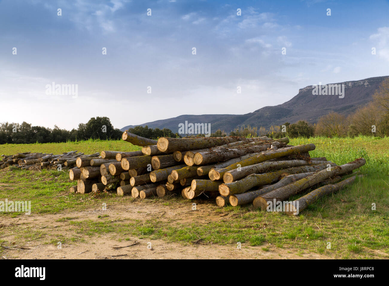 tree, trees, mountains, spain, oak, horizontal, cut, firewood ...