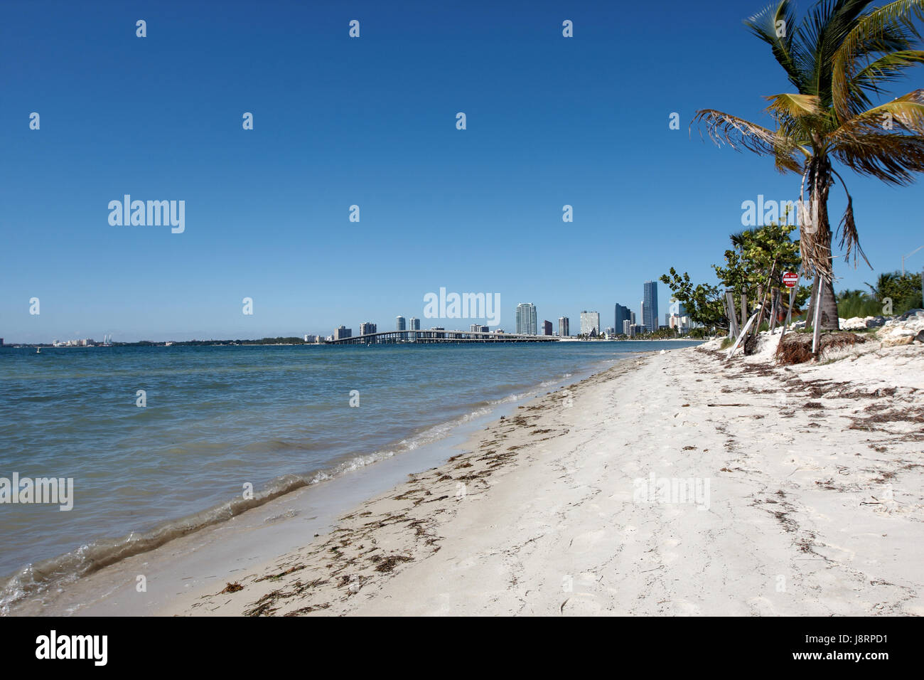 tree, trees, beach, seaside, the beach, seashore, debris, palm, salt ...