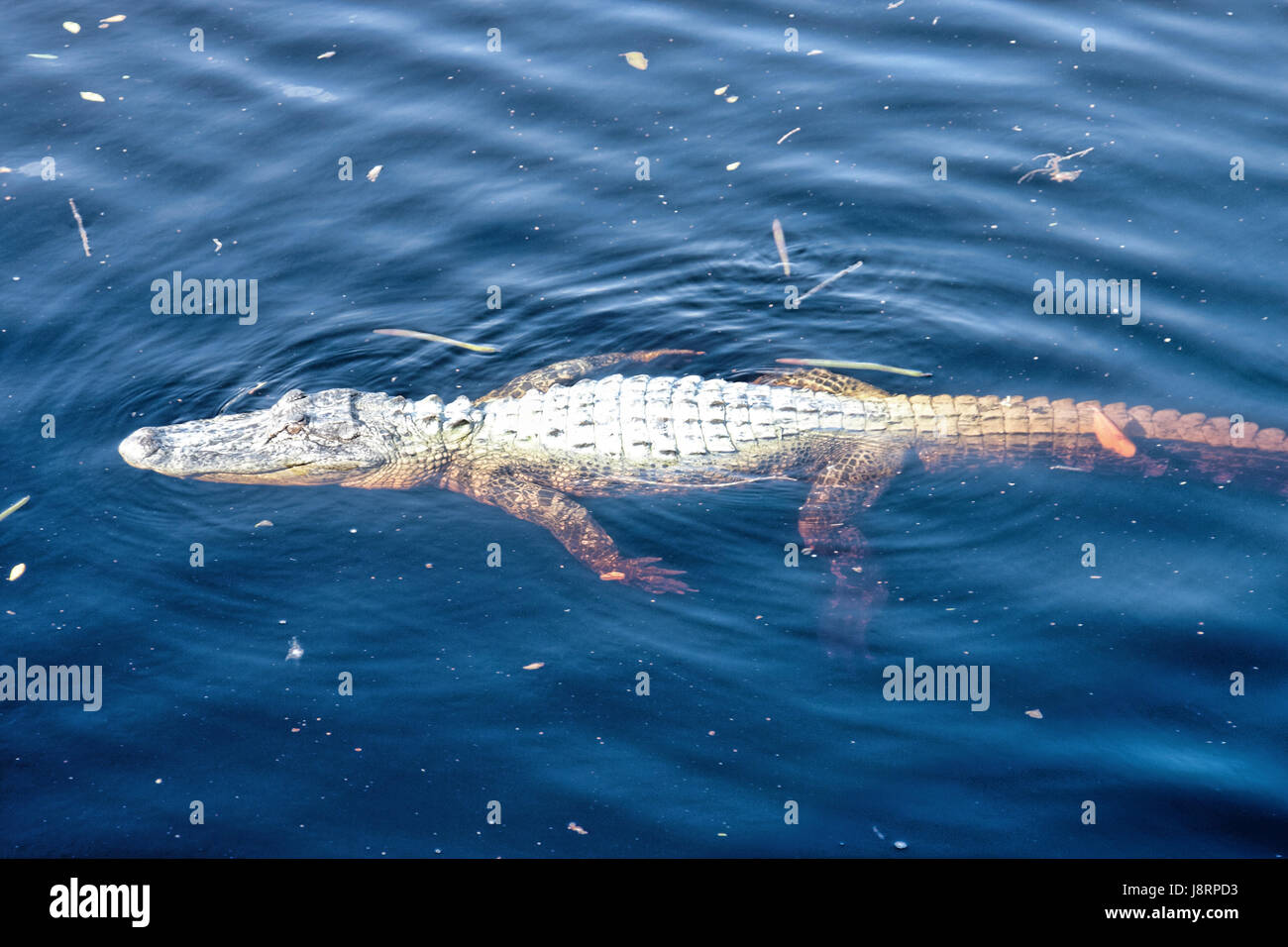 wildlife, alligator, swimming, fresh water, lake, inland water, water ...