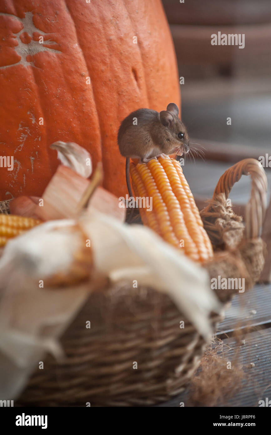 Gnaw corn hi-res stock photography and images - Alamy