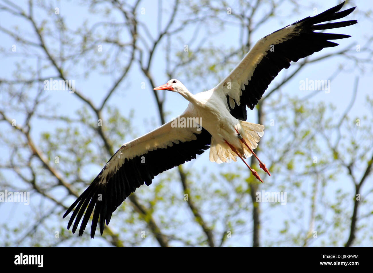 closeup, flight, bird, wing, stork, migration, immigration, fly, detail ...