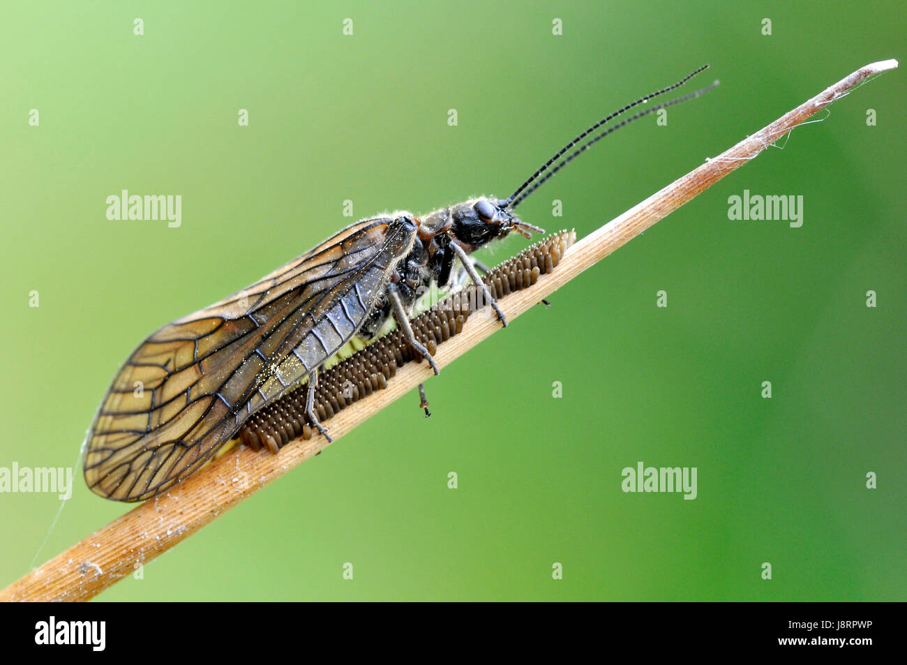 Insect egg hi-res stock photography and images - Alamy