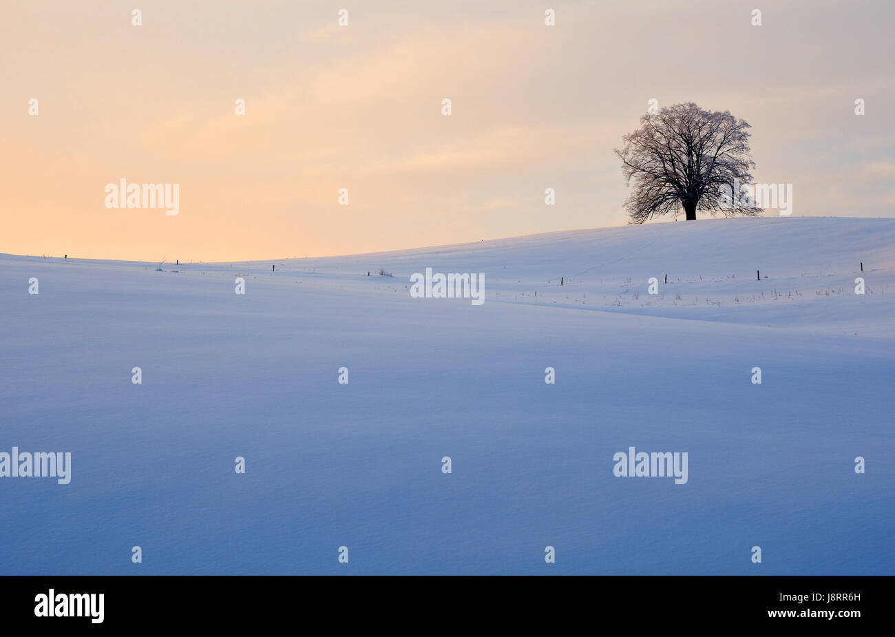 winter, cold, evening, loneliness, melancholy, day, tree, winter, cold ...