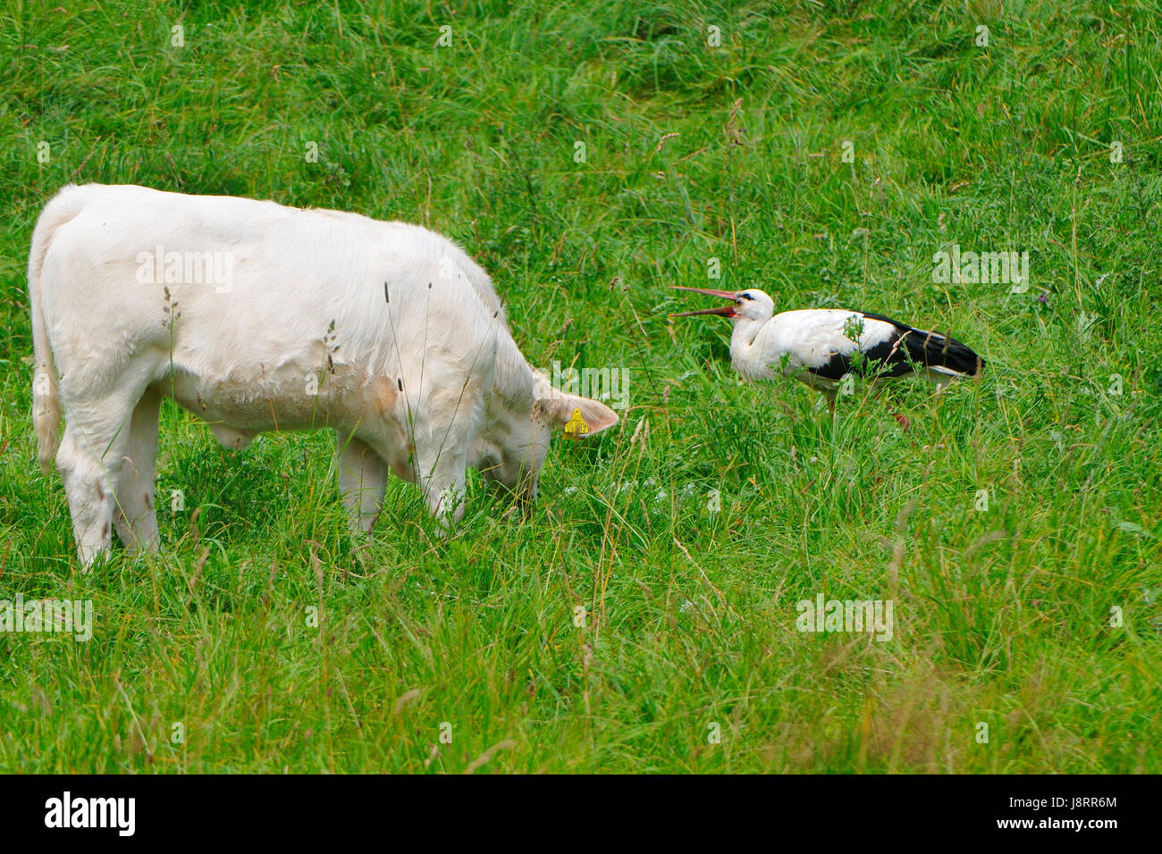 bird, birds, stork, to gorge, engulf, devour, cow, farm animal, willow ...