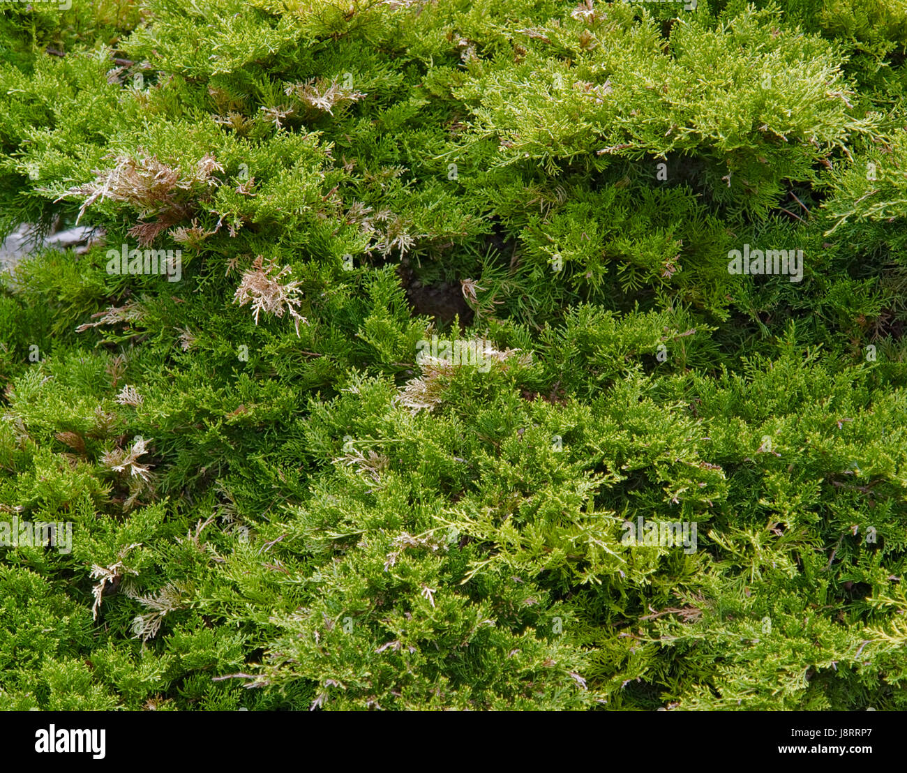 model, design, project, concept, plan, draft, bush, shaping, formation ...