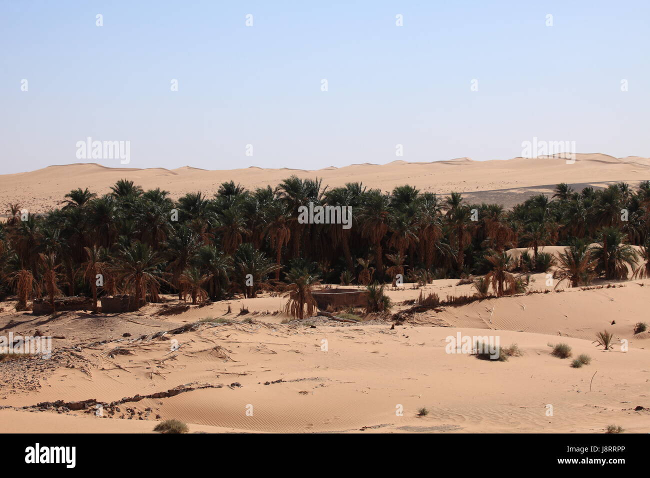garden, palms, oasis, north africa, palm tree, gardens, algeria ...