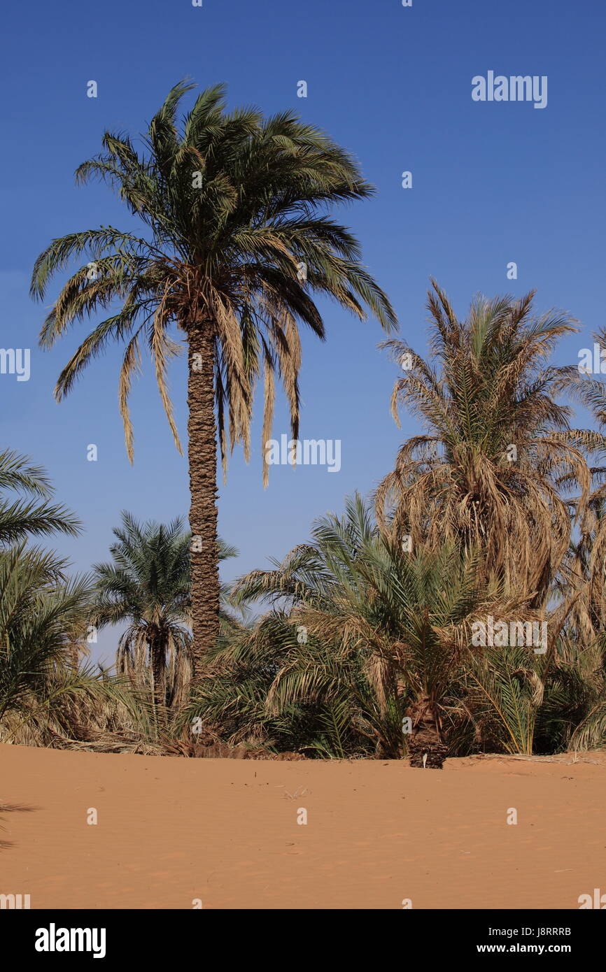 garden, palms, oasis, north africa, palm tree, gardens, algeria ...