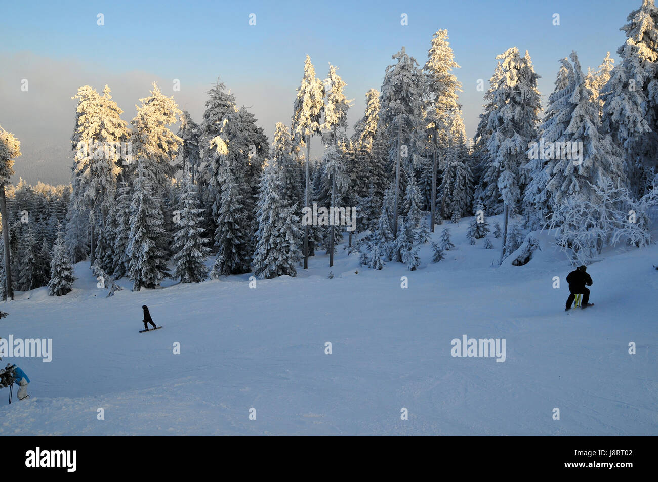 blue, sport, sports, tree, trees, mountains, winter, tourism, snowy ...