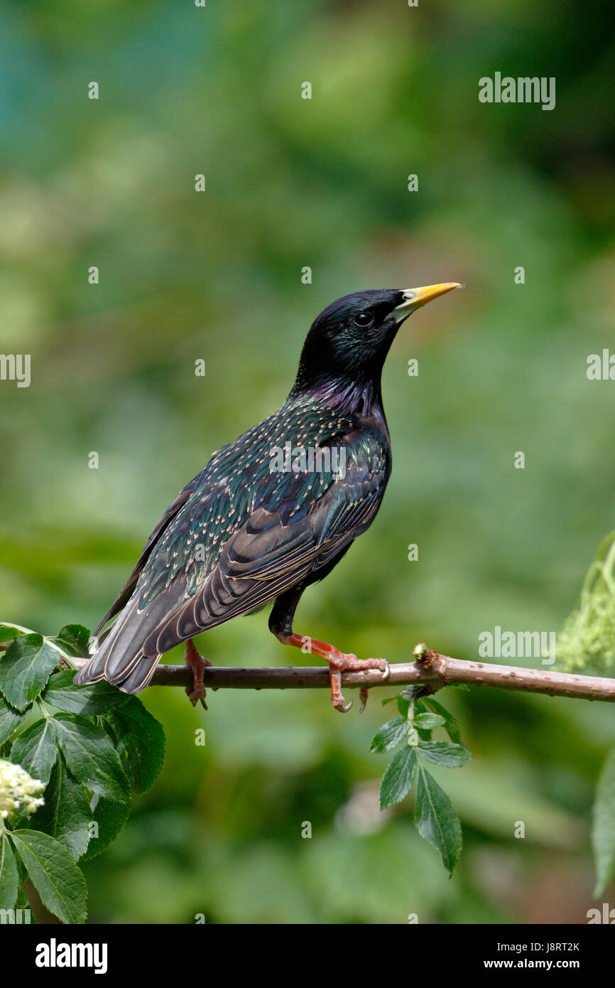 Common Starling, Sturnus vulgaris also called European Starling, male ...