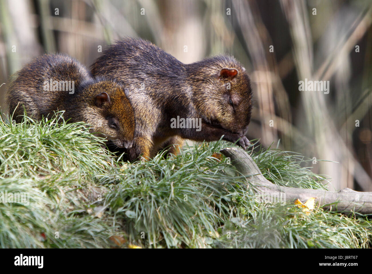 animal, mammal, rodent, america, south america, american, animal ...