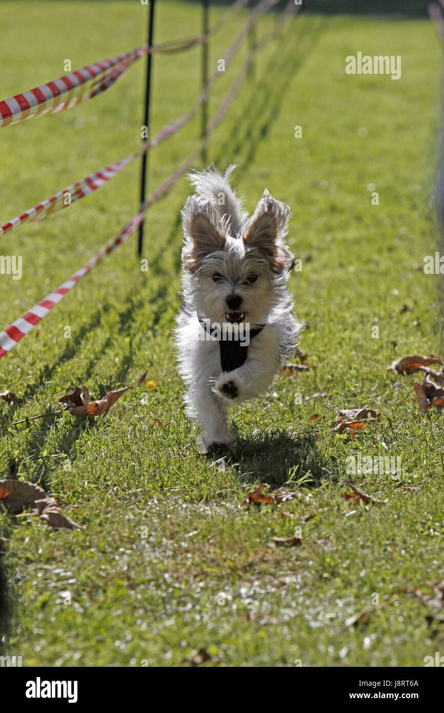 small dog in a dog race Stock Photo - Alamy