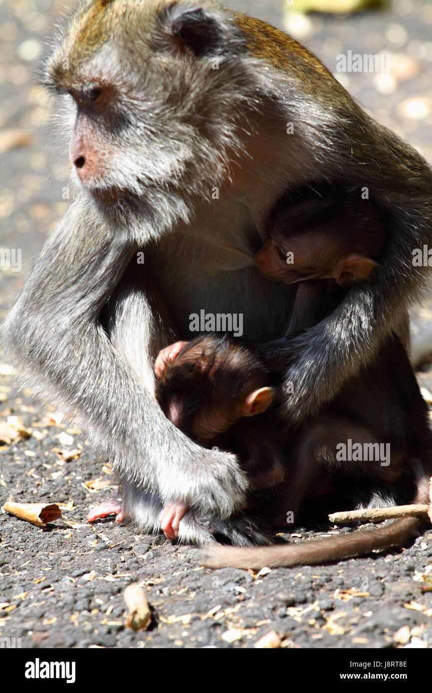 isolated, animal, mammal, mouth, wild, face, portrait, monkey, black ...