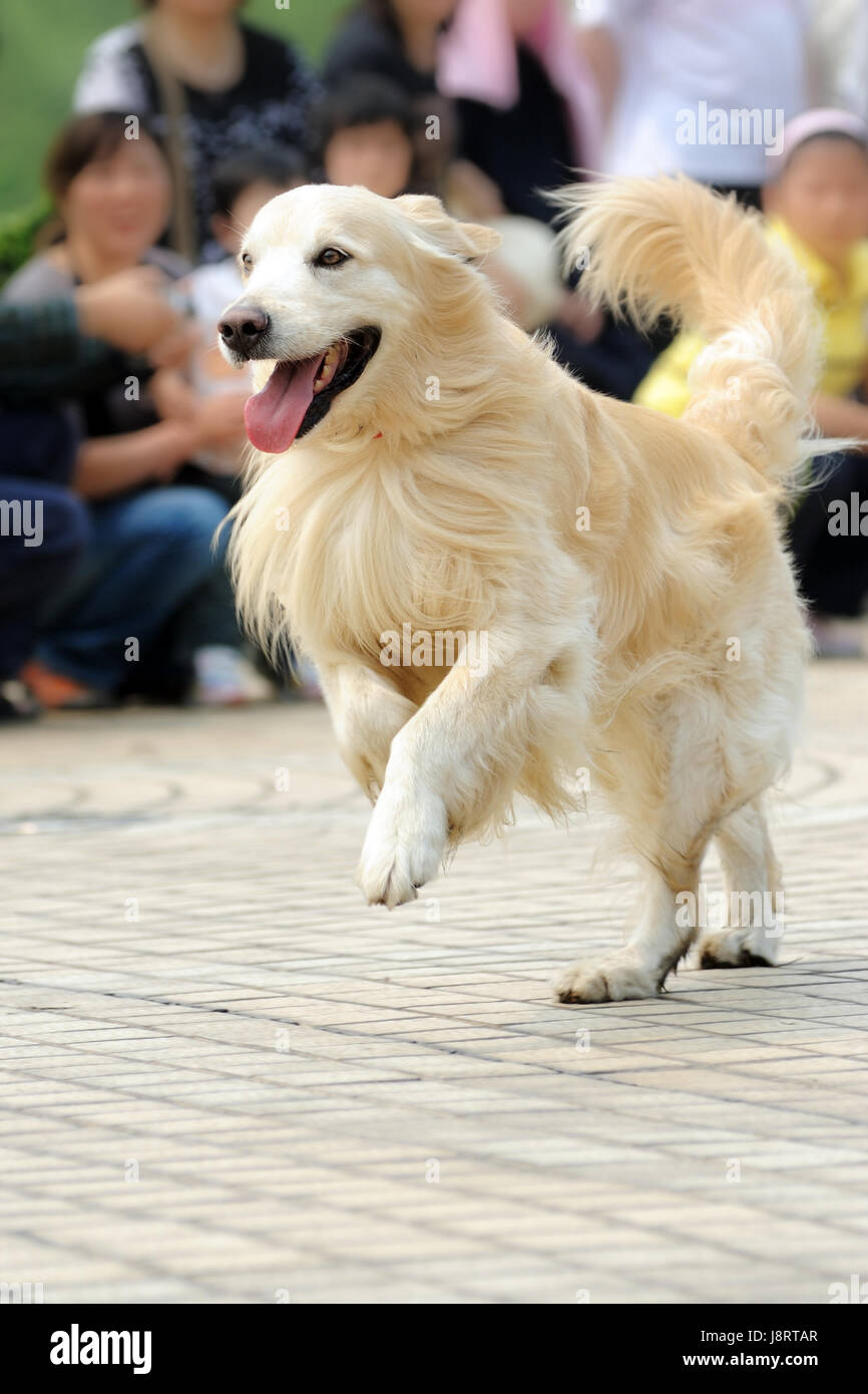 sport, sports, animal, pet, racing, dog, golden, ahead, outdoor ...