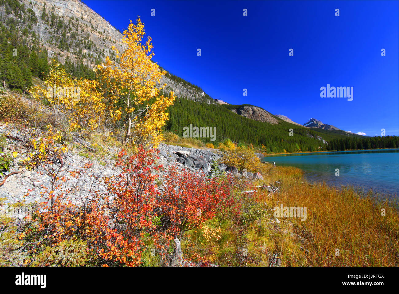 colour, park, waterfowl, national, color, fall, autumn, beautiful ...